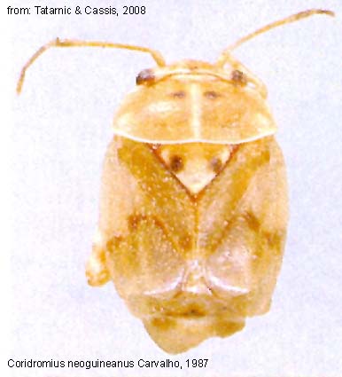 Papua Insects Foundation (Hemiptera/Heteroptera)
